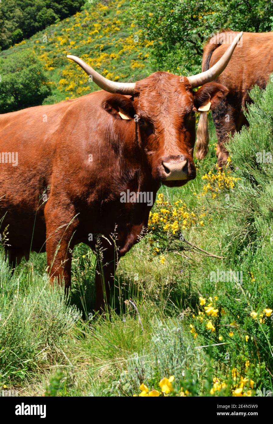 Vaches traite ferme salers Banque de photographies et d’images à haute ...