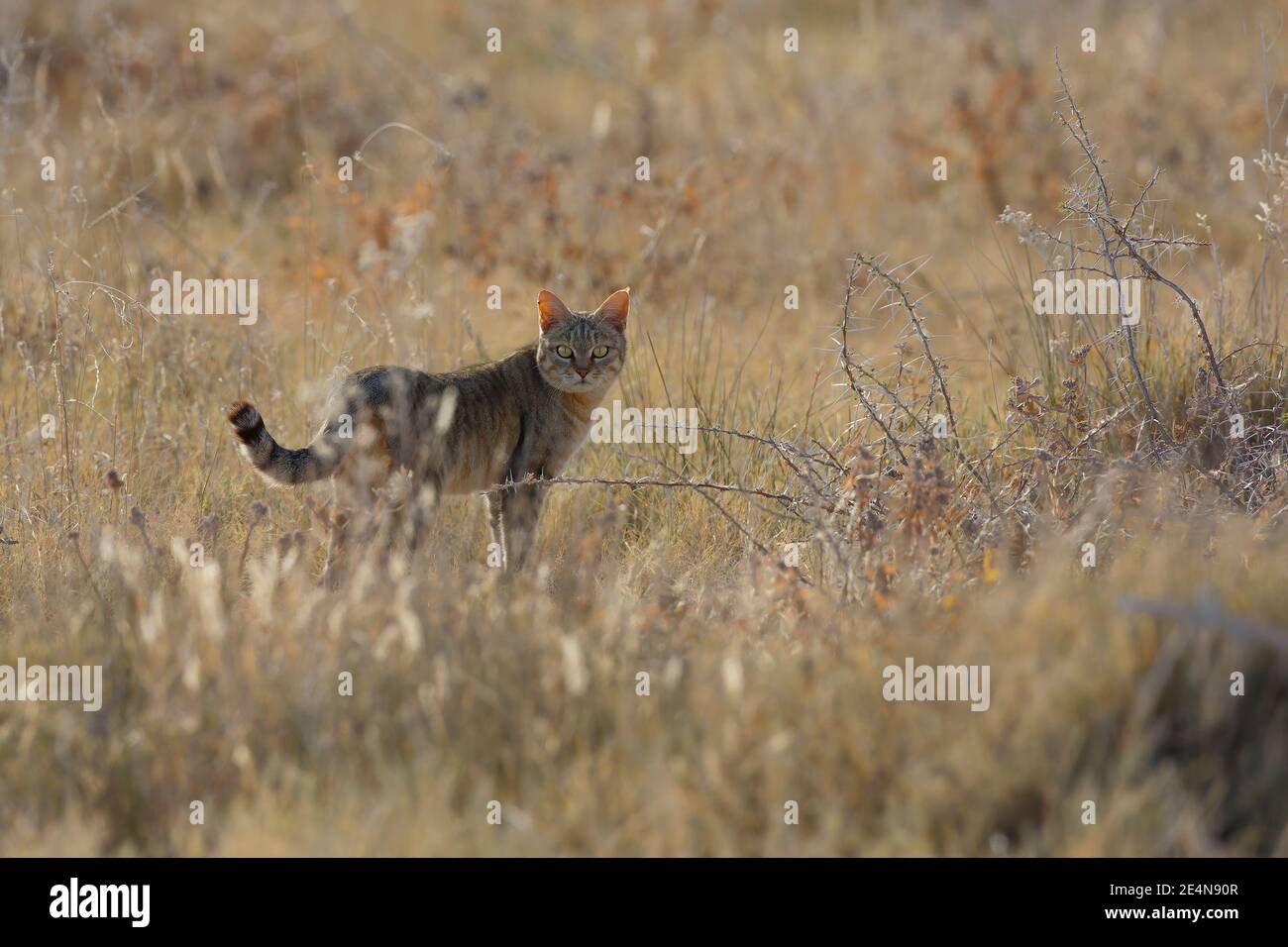 Chat sauvage africain Banque de photographies et d’images à haute ...