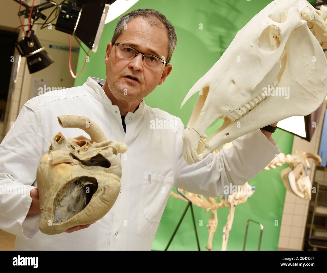 Anatomie cheval coeur Banque de photographies et d’images à haute ...