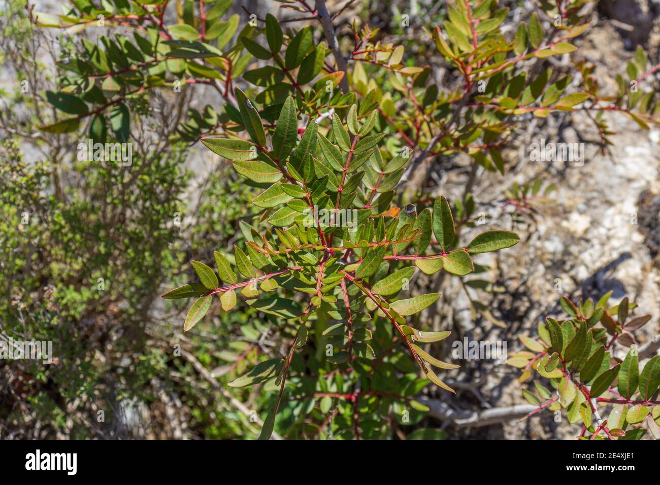 Mastic tree (pistacia lentiscus) Banque de photographies et d’images à ...
