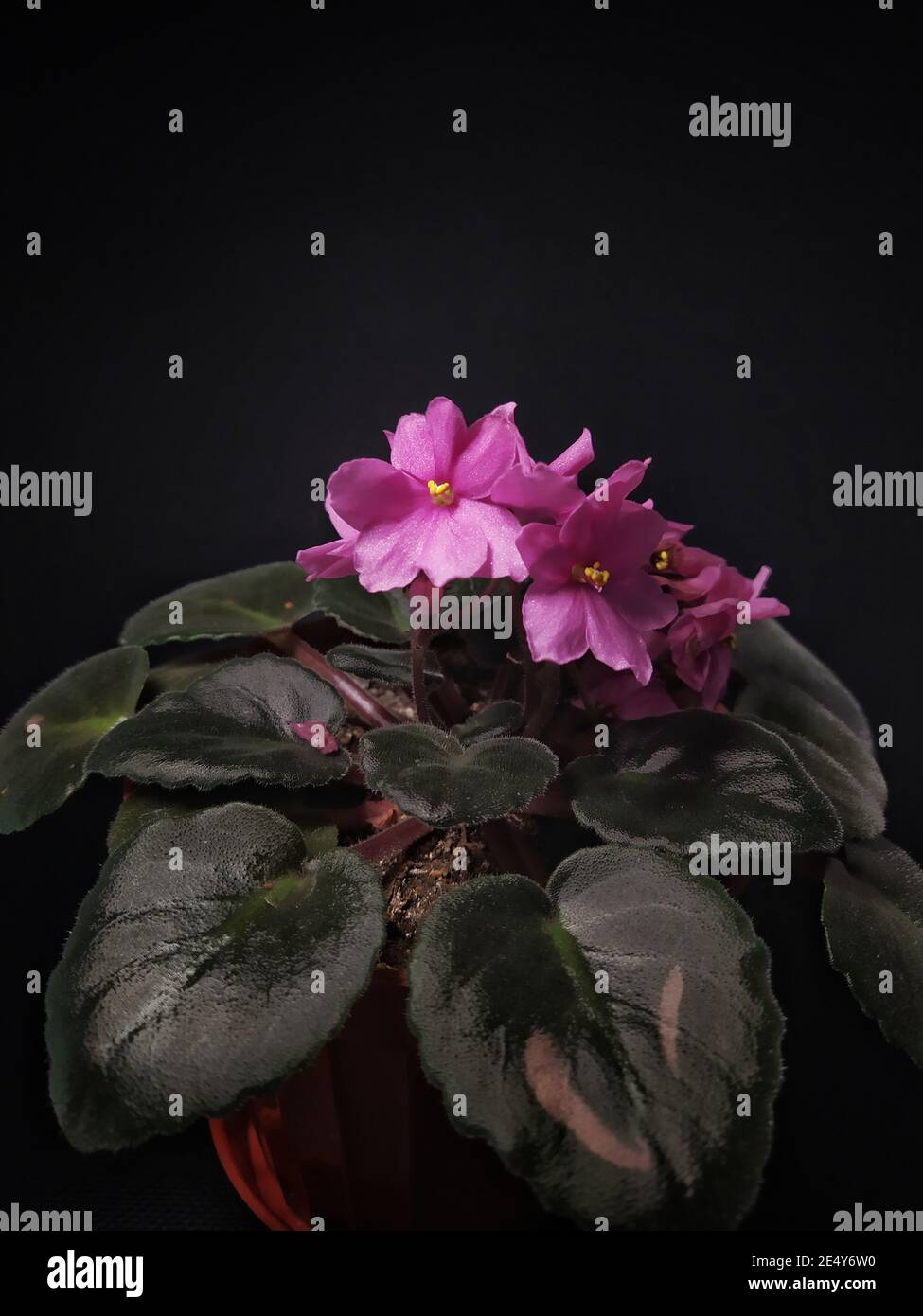 Cicek acmak Banque de photographies et d’images à haute résolution - Alamy