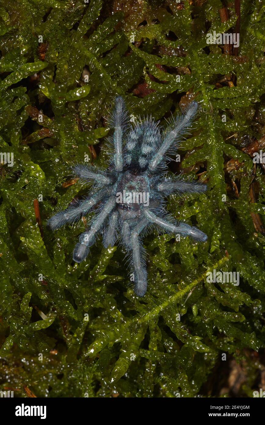 Araignée martinique arbre rouge Banque de photographies et d’images à ...