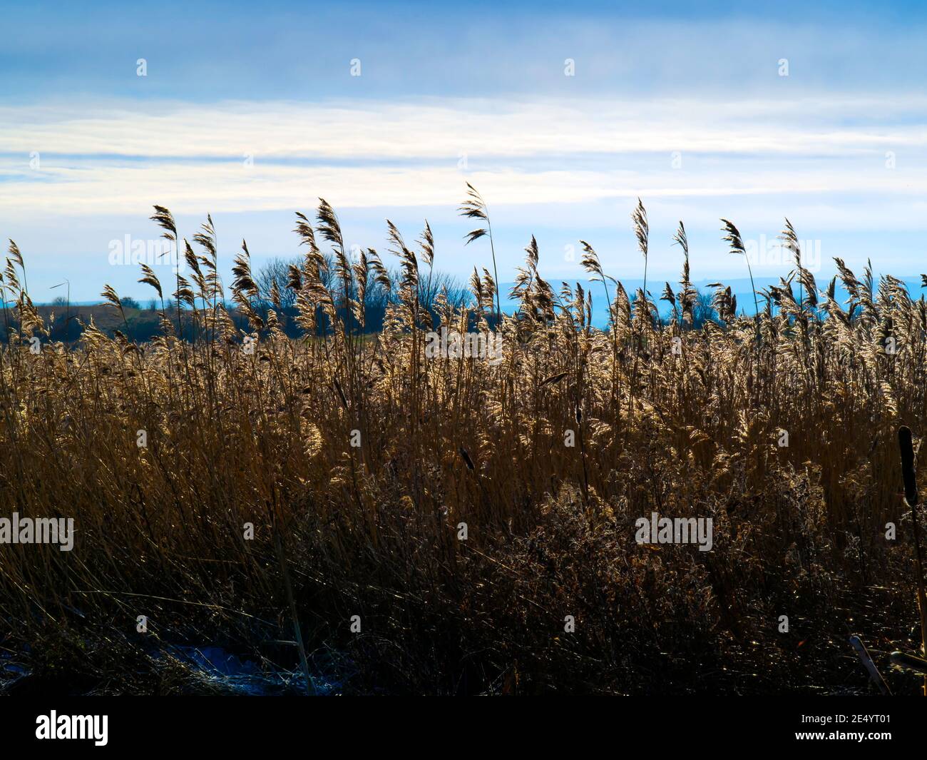 Cleveland wildlife trust Banque de photographies et d’images à haute ...