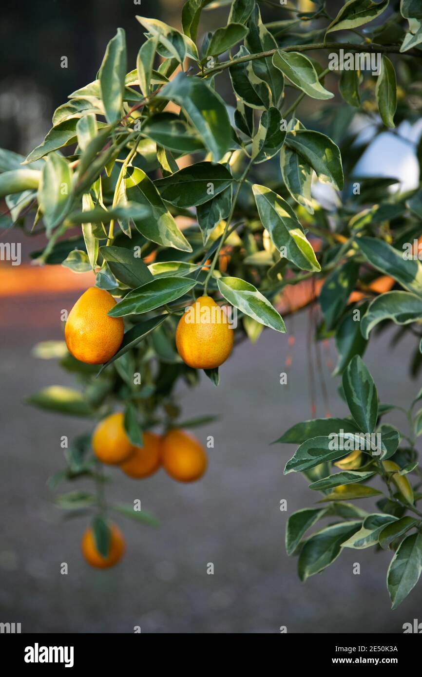 Arbre fruitier pour un petit jardin Banque de photographies et d’images ...