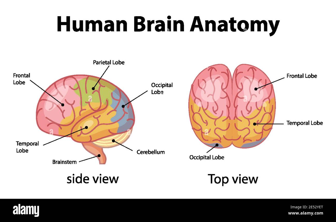 Diagrama del cerebro humano Banque de photographies et d’images à haute ...