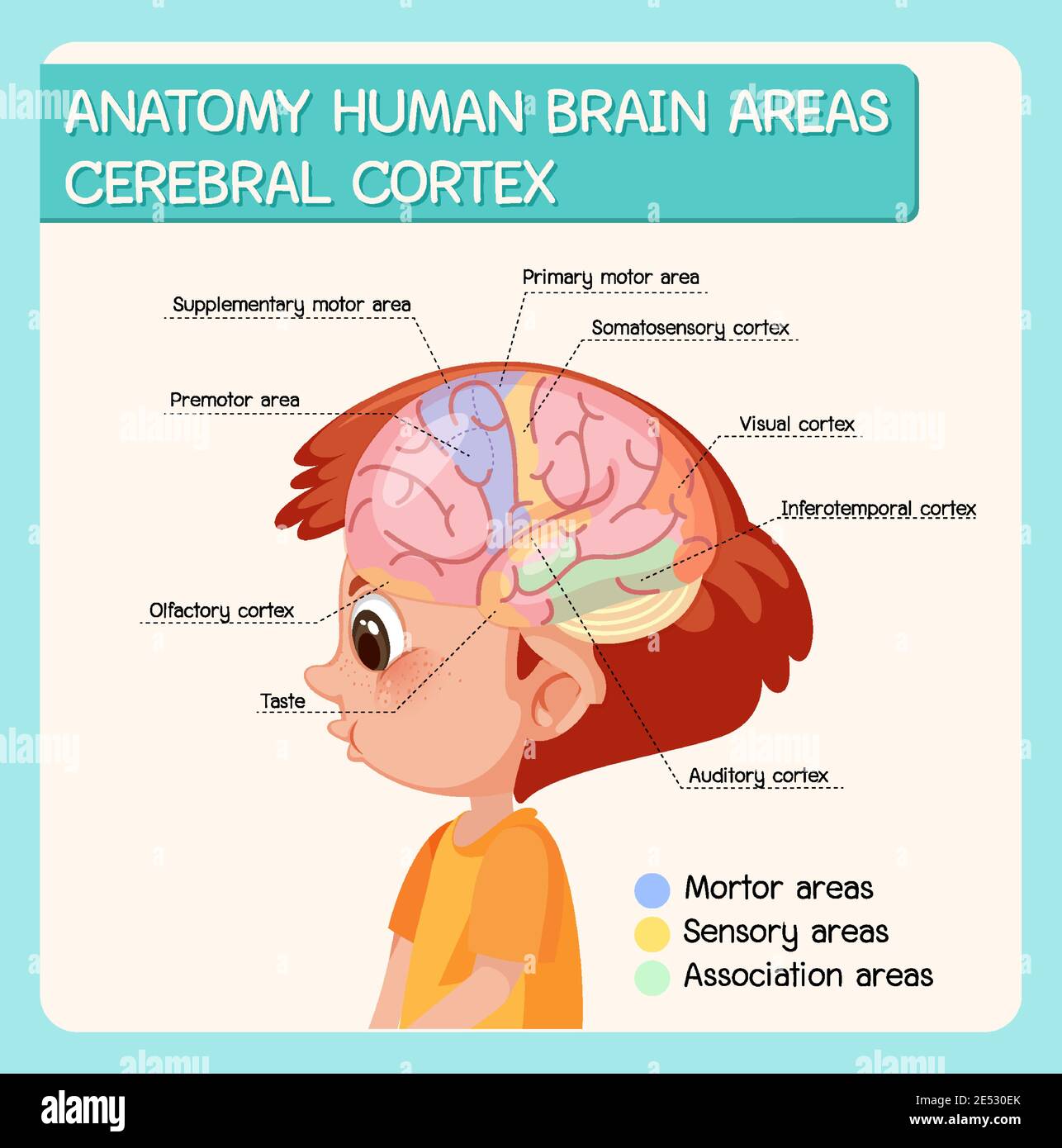Anatomie zones cérébrales humaines cortex cérébral avec illustration de ...