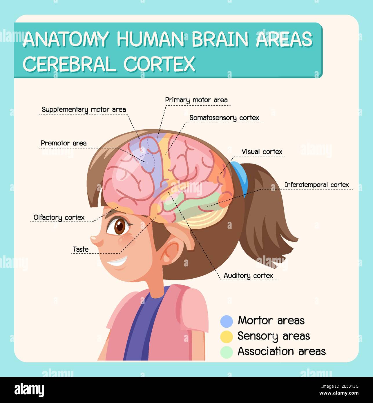 Zones du cortex cérébral Banque d'images vectorielles - Alamy