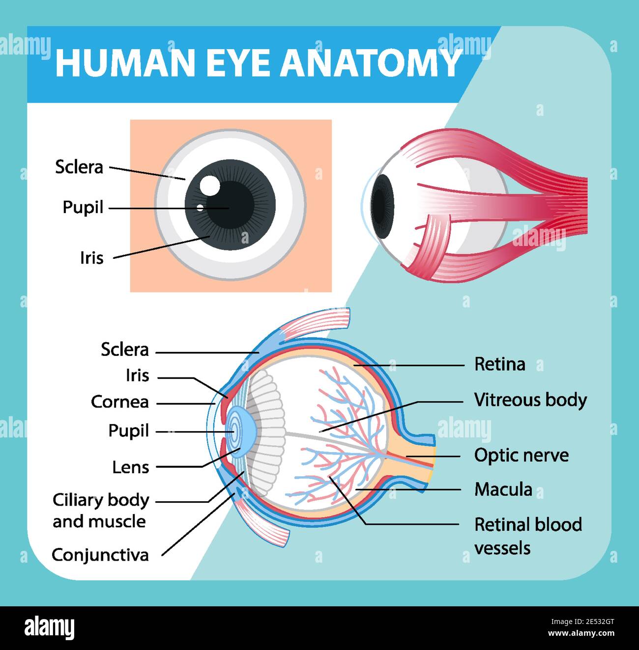 Schéma de l'anatomie de l'œil humain avec illustration de l'étiquette ...