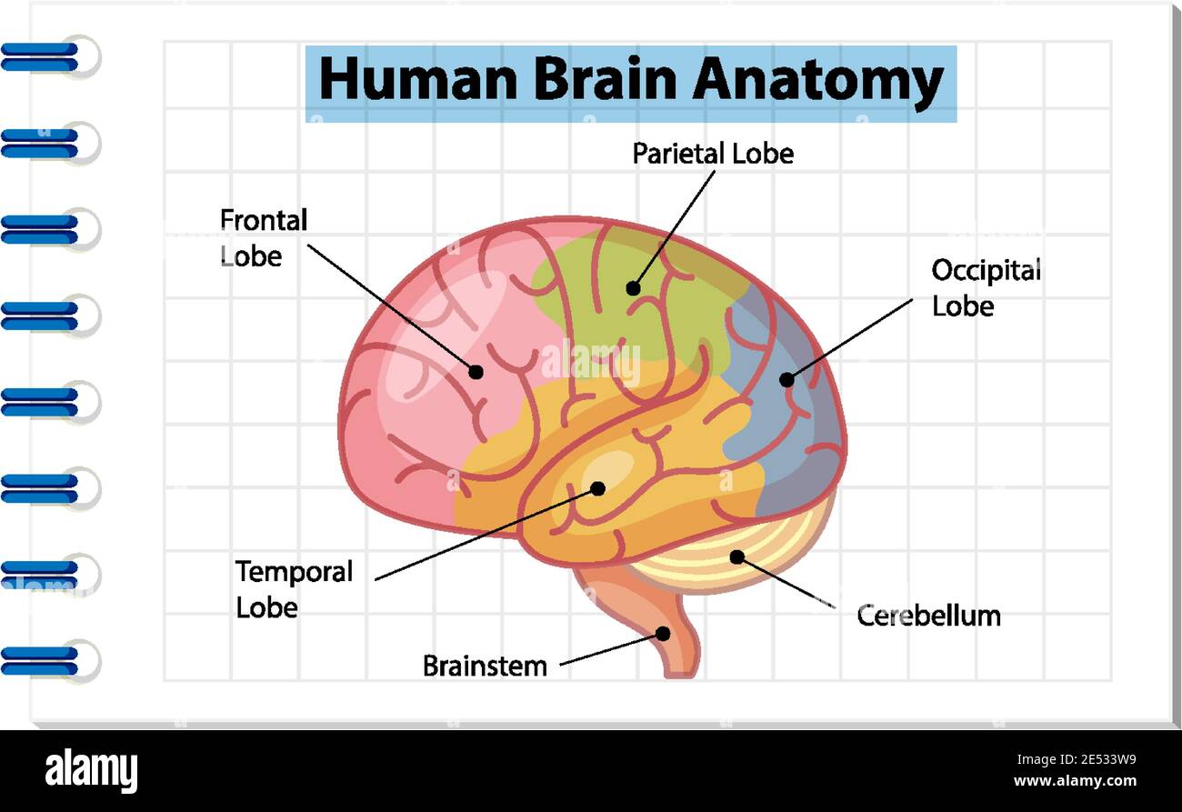 Affiche d'information sur l'illustration du schéma du cerveau humain ...