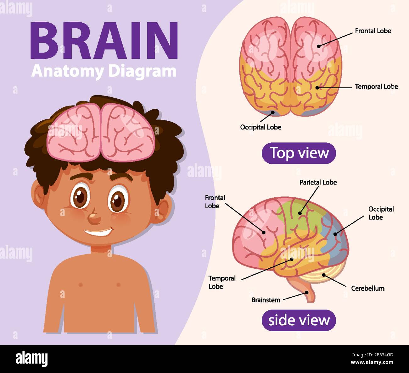 Affiche d'information sur l'illustration du schéma du cerveau humain ...