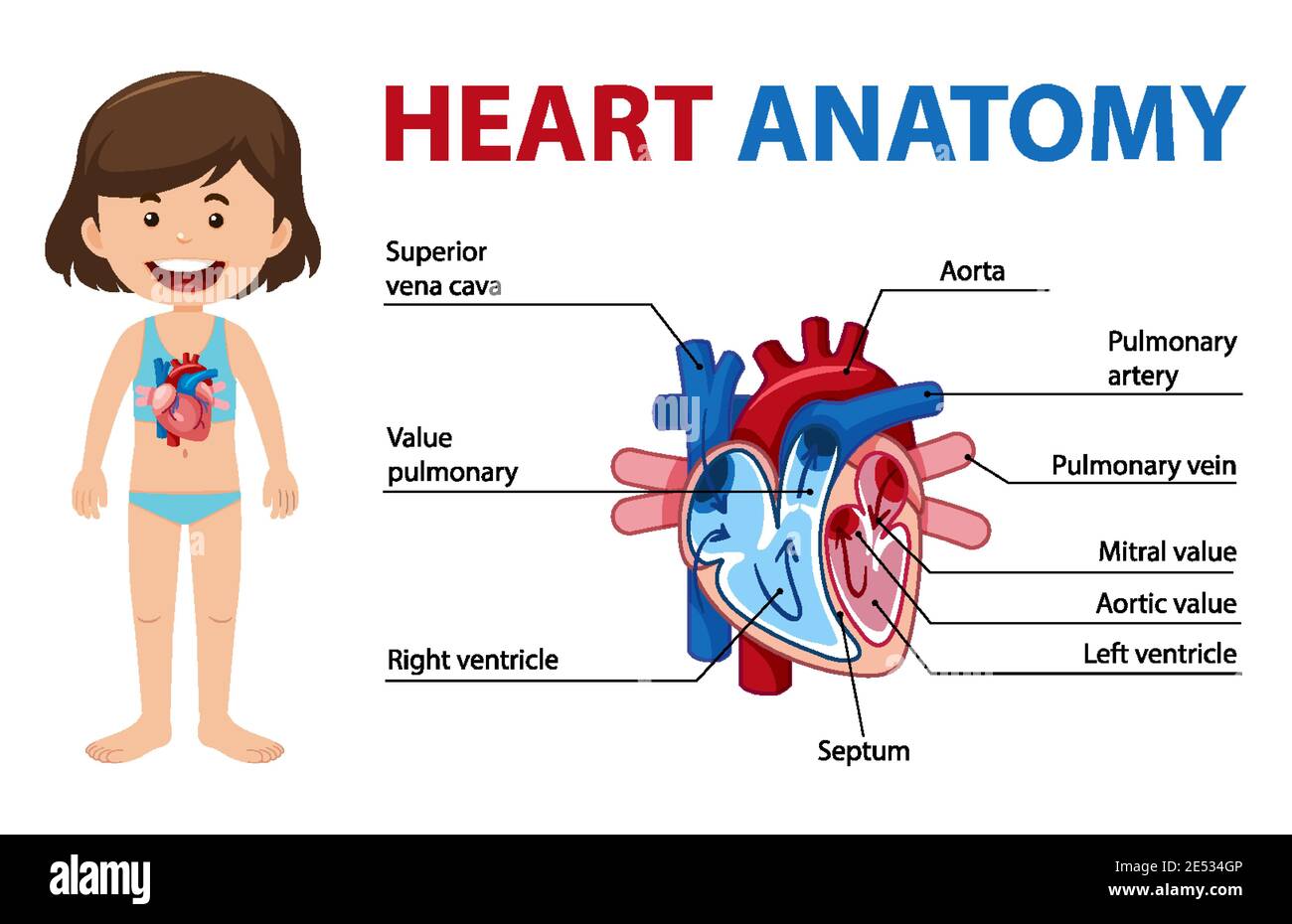 Affiche d'information sur l'illustration du schéma du cœur humain Image ...