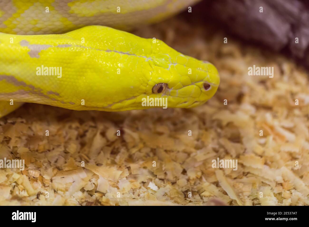 Albino reticulated python Banque de photographies et d’images à haute ...