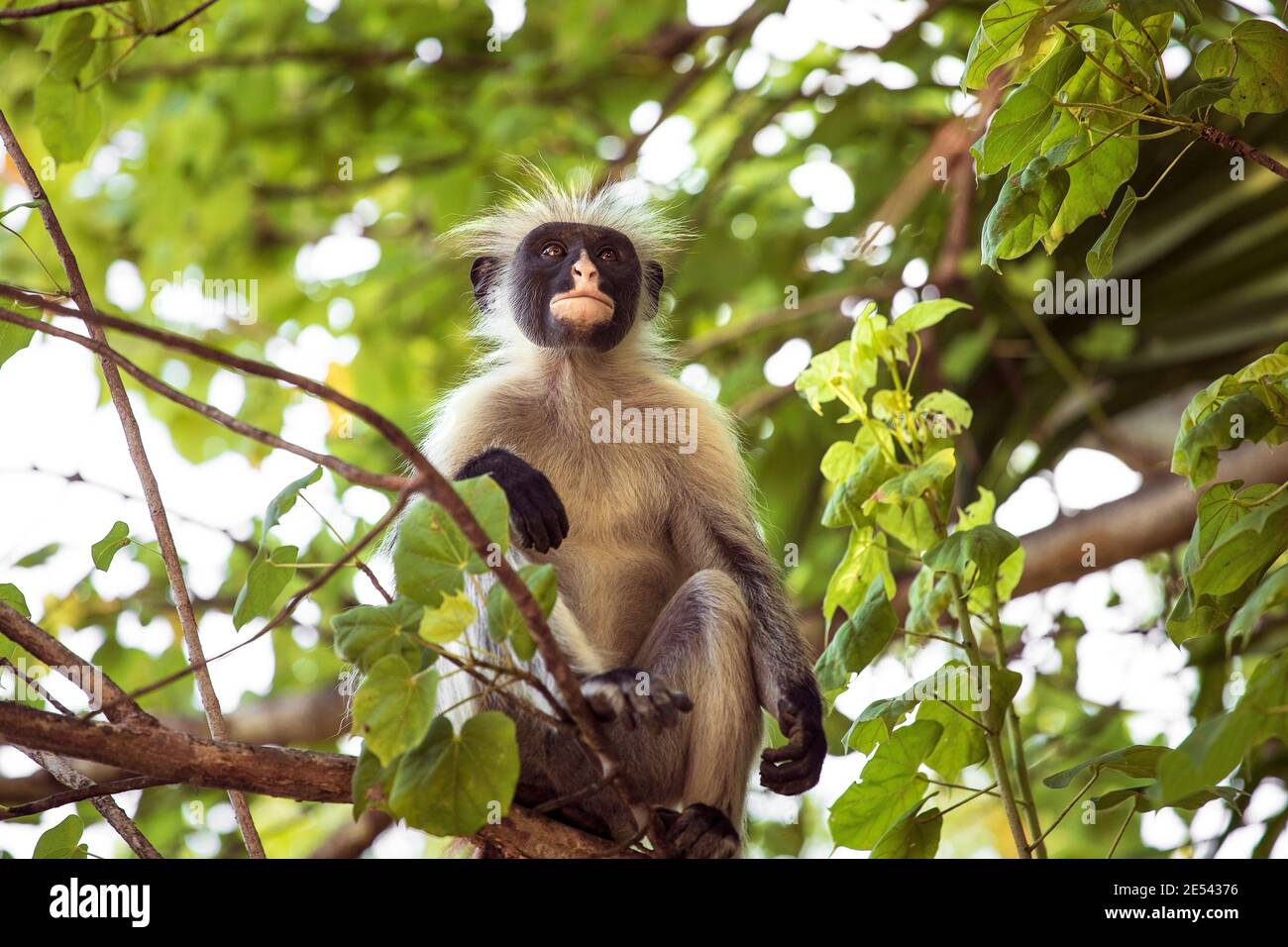 Colobus rouge de zanzibar Banque de photographies et d’images à haute ...