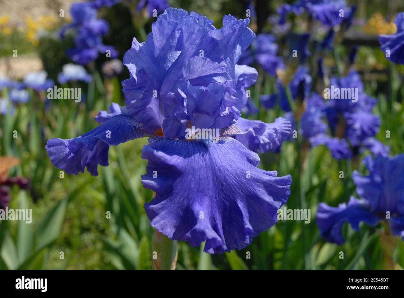 Iris barbu blenheim royal Banque de photographies et d’images à haute ...