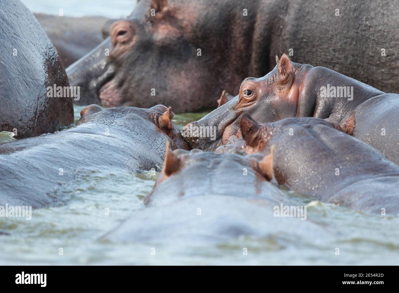 Ballonnement d'hippopotames Banque de photographies et d’images à haute ...