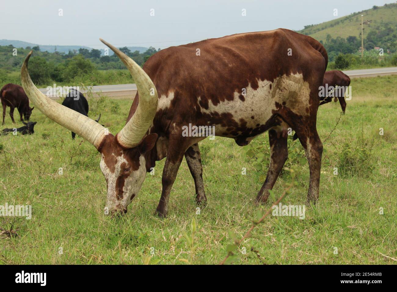Vache à grandes cornes Banque de photographies et d’images à haute ...