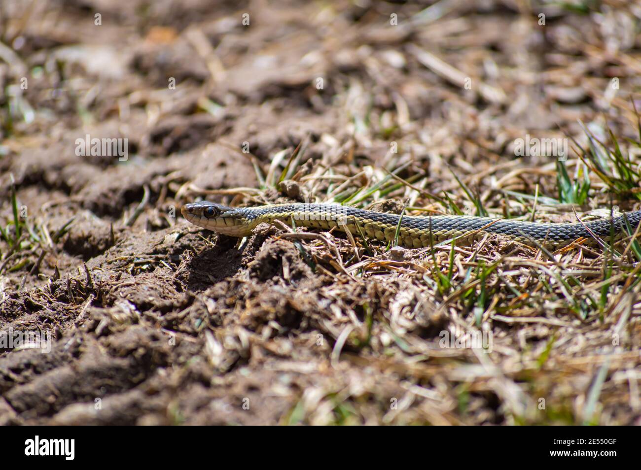 Gros plan très détaillé d'un petit serpent à herbe explorant les ...