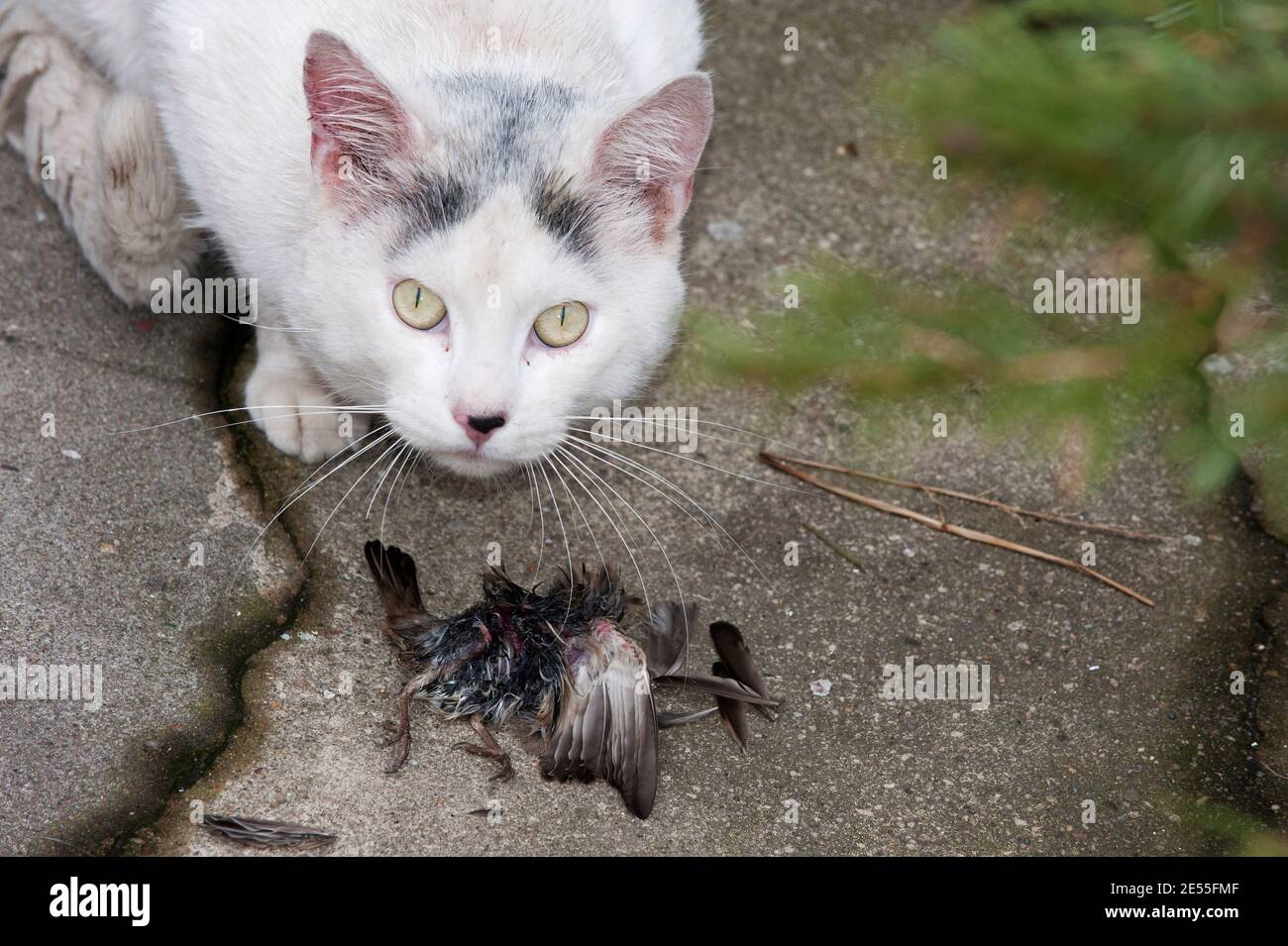 Chat mort Banque de photographies et d’images à haute résolution - Alamy