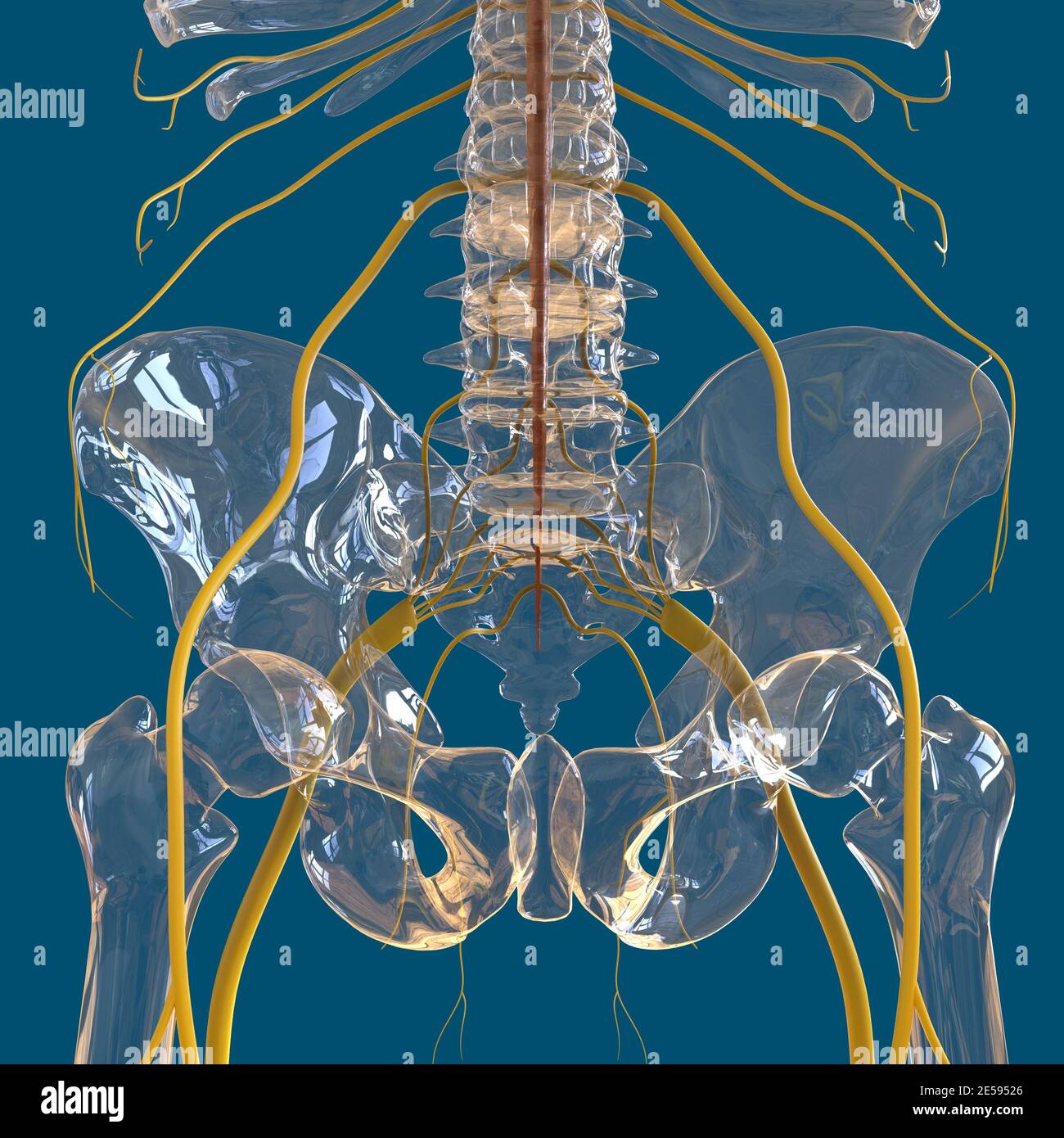 Anatomie du système nerveux humain pour le concept médical Illustration ...