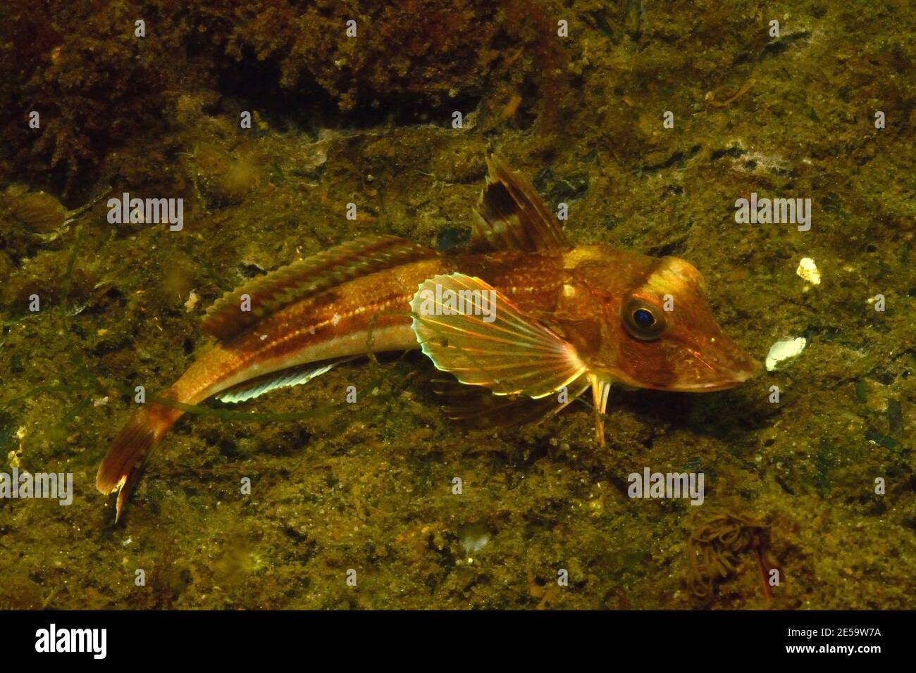 Grey gurnard fish eutrigla gurnardus Banque de photographies et d ...