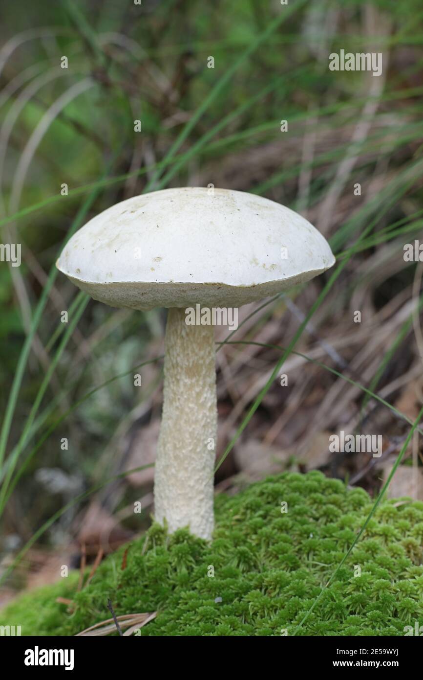 Bolets holopus Banque de photographies et d’images à haute résolution - Alamy