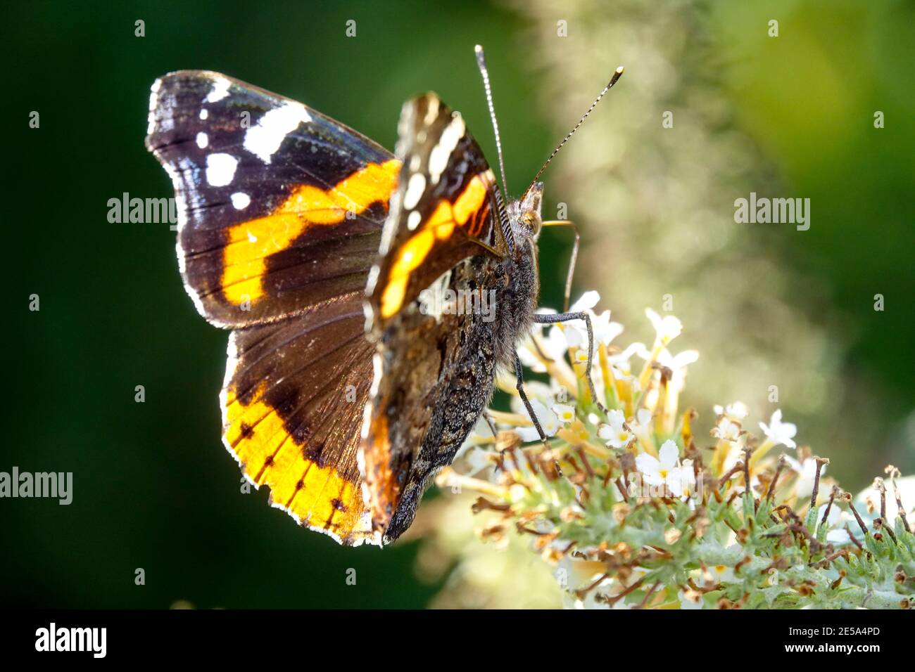 Papillon amiral rouge sur buddleia bush Banque de photographies et d ...