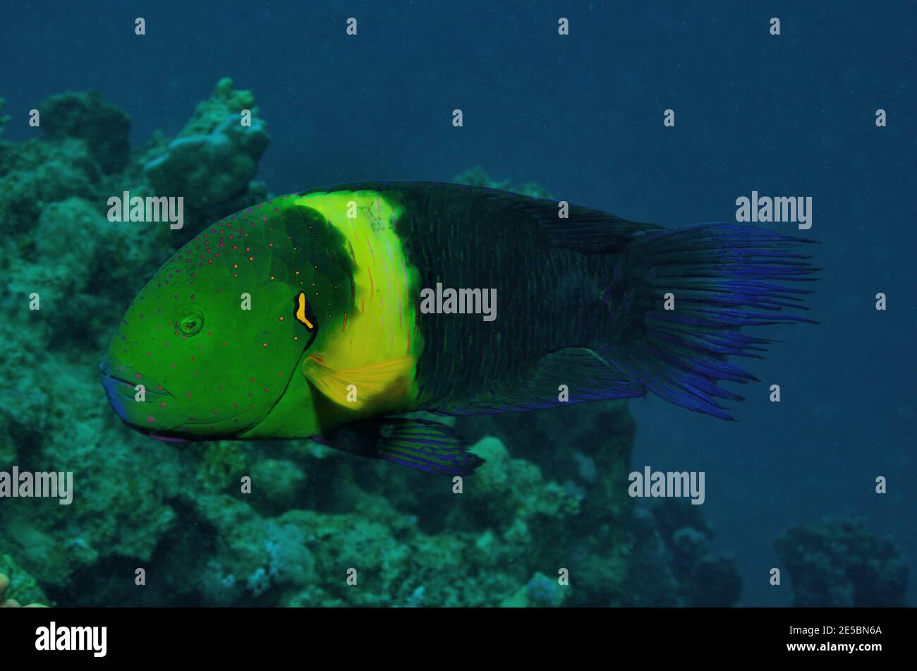 Cheilinus lunulatus, broomtail wrasse, Besenschwanz-Prachtlippfisch ...