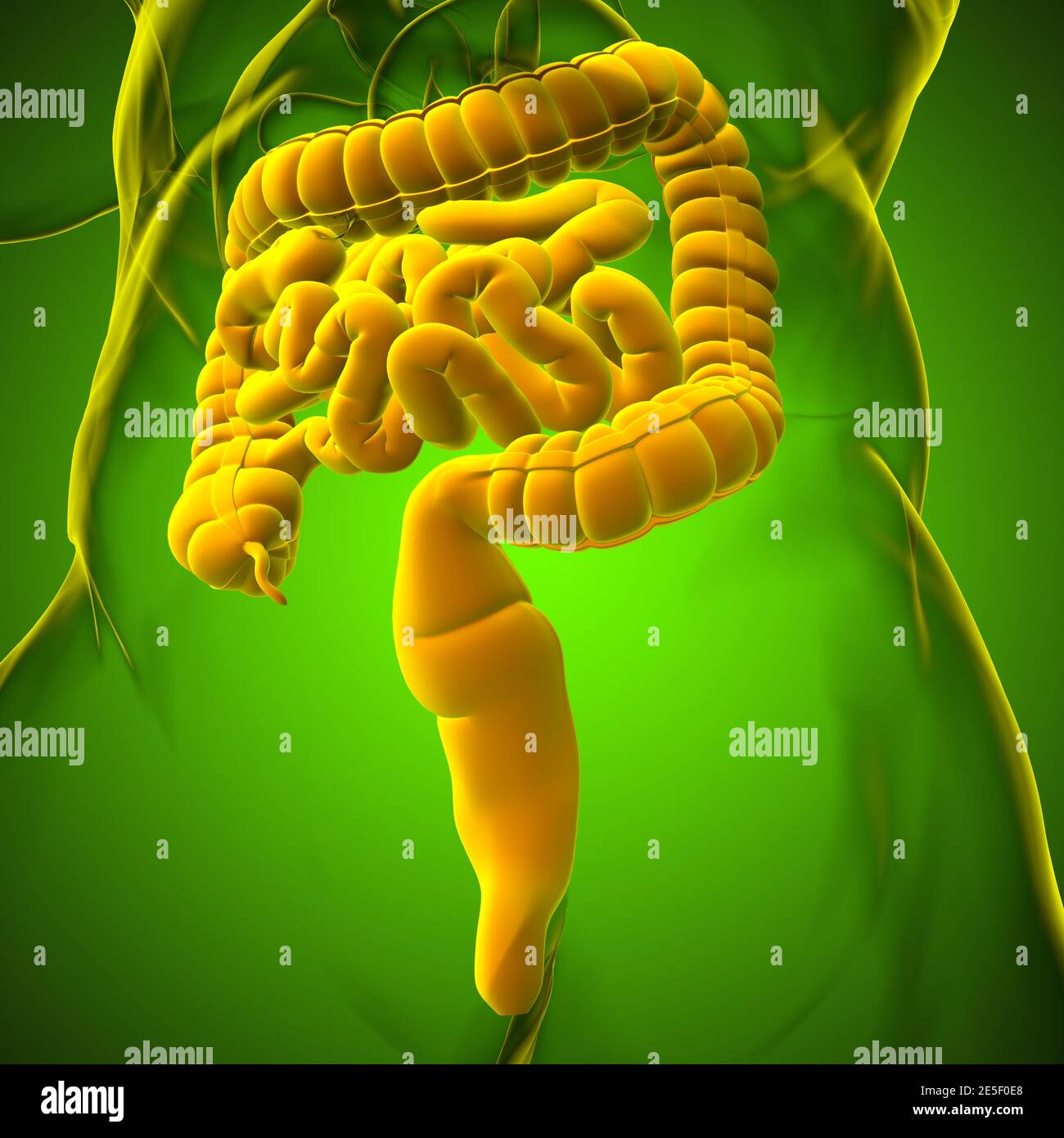 Intestin grêle et gros intestin 3D Illustration système digestif humain ...