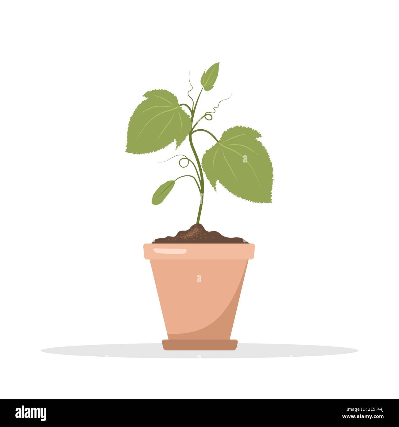 Plantule de concombres dans un pot. Culture de plantes de jardinage ...