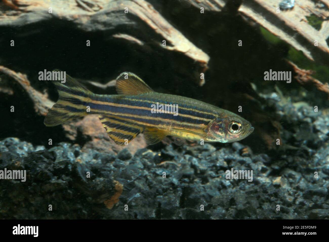 Zebra danios danio rerio Banque de photographies et d’images à haute ...