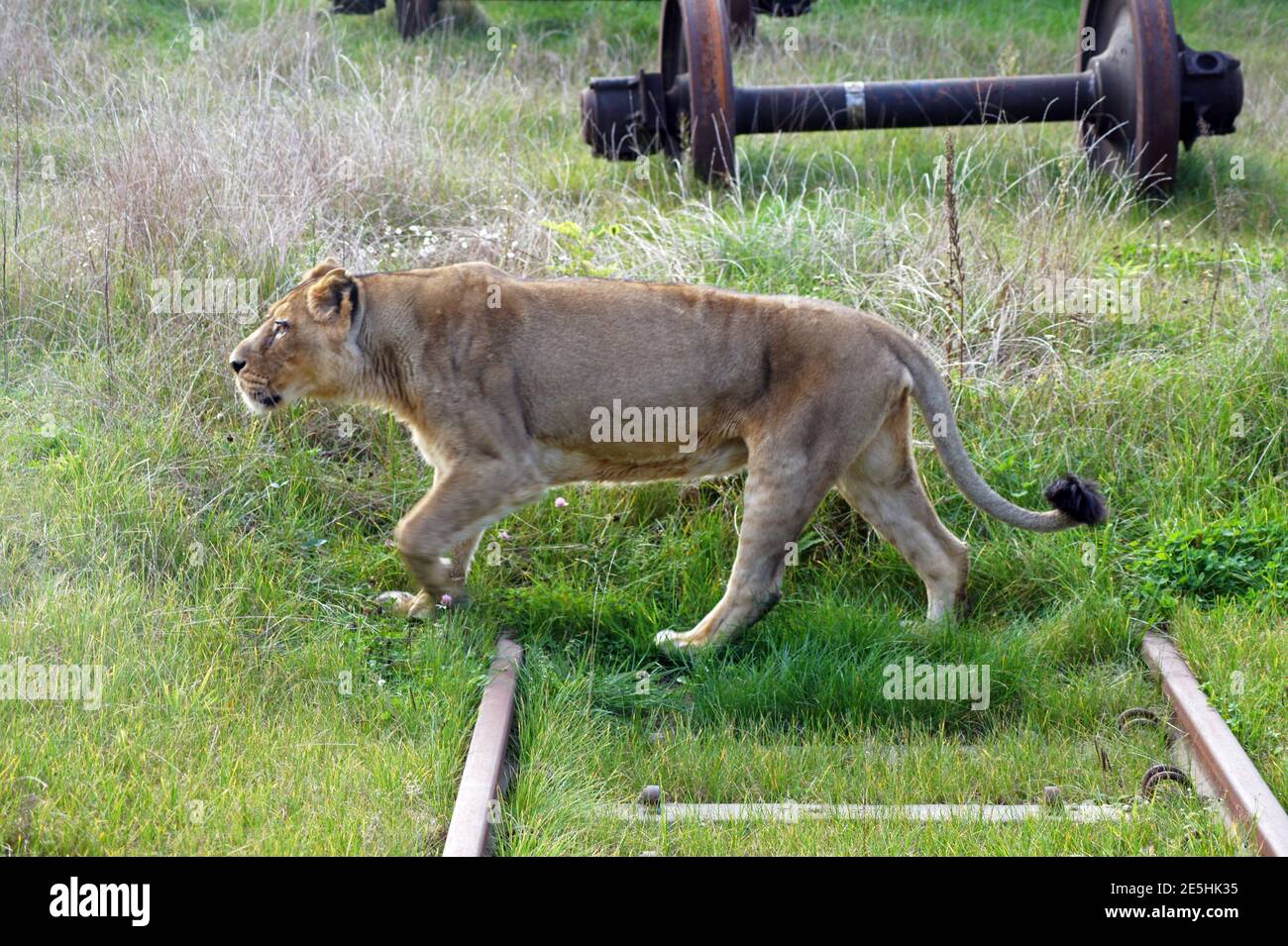 Lionne de chasse Banque de photographies et d’images à haute résolution - Alamy