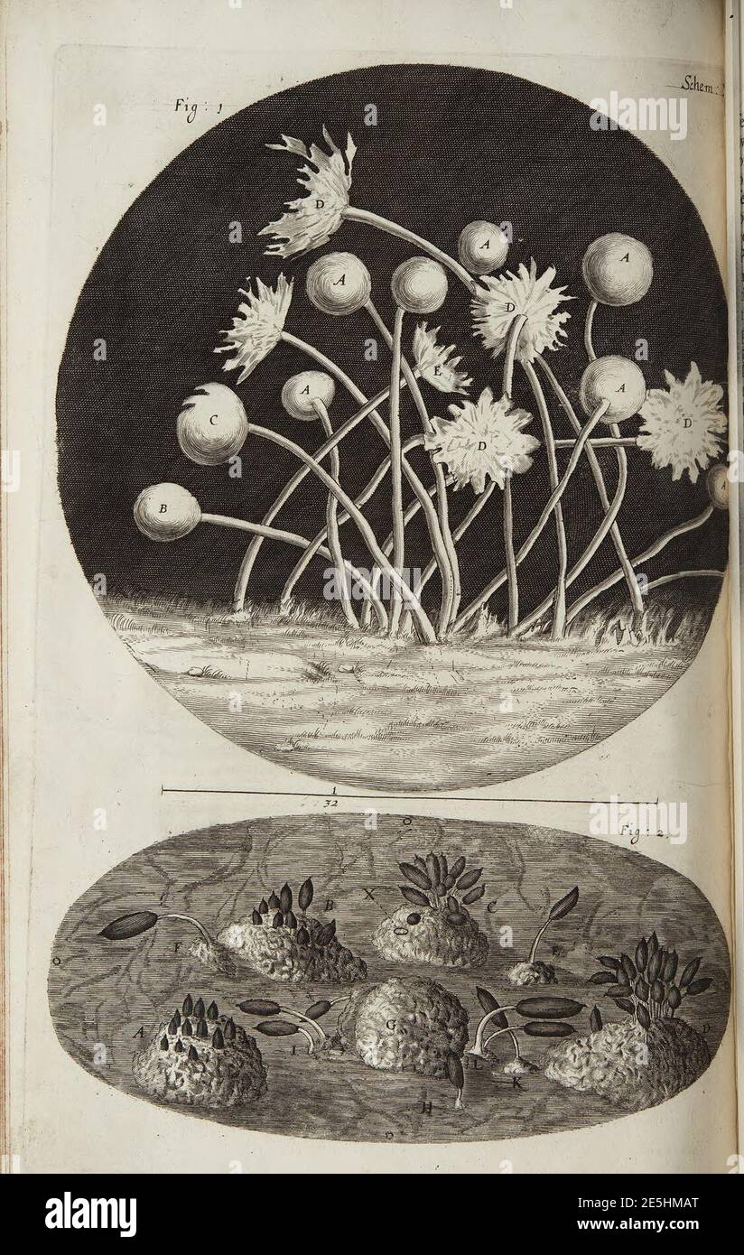 Micrographia Banque de photographies et d’images à haute résolution - Alamy