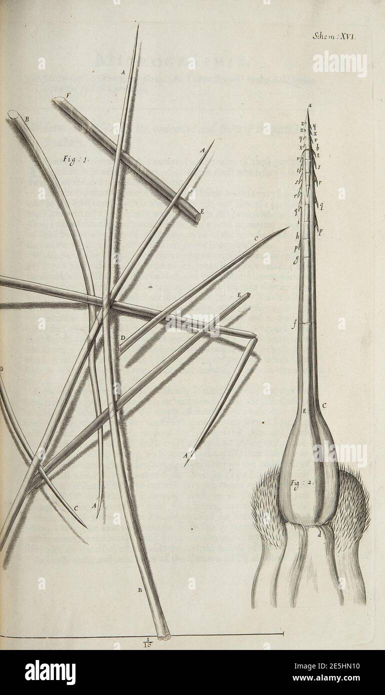 Micrographia Banque de photographies et d’images à haute résolution - Alamy