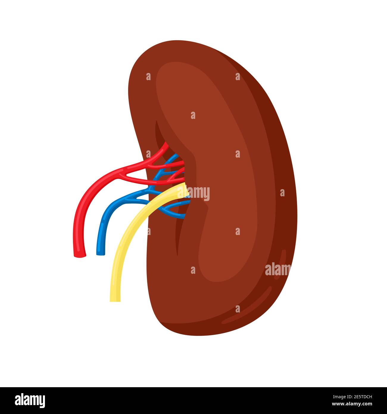 Illustration de la rate humaine de style plat isolée sur fond blanc ...