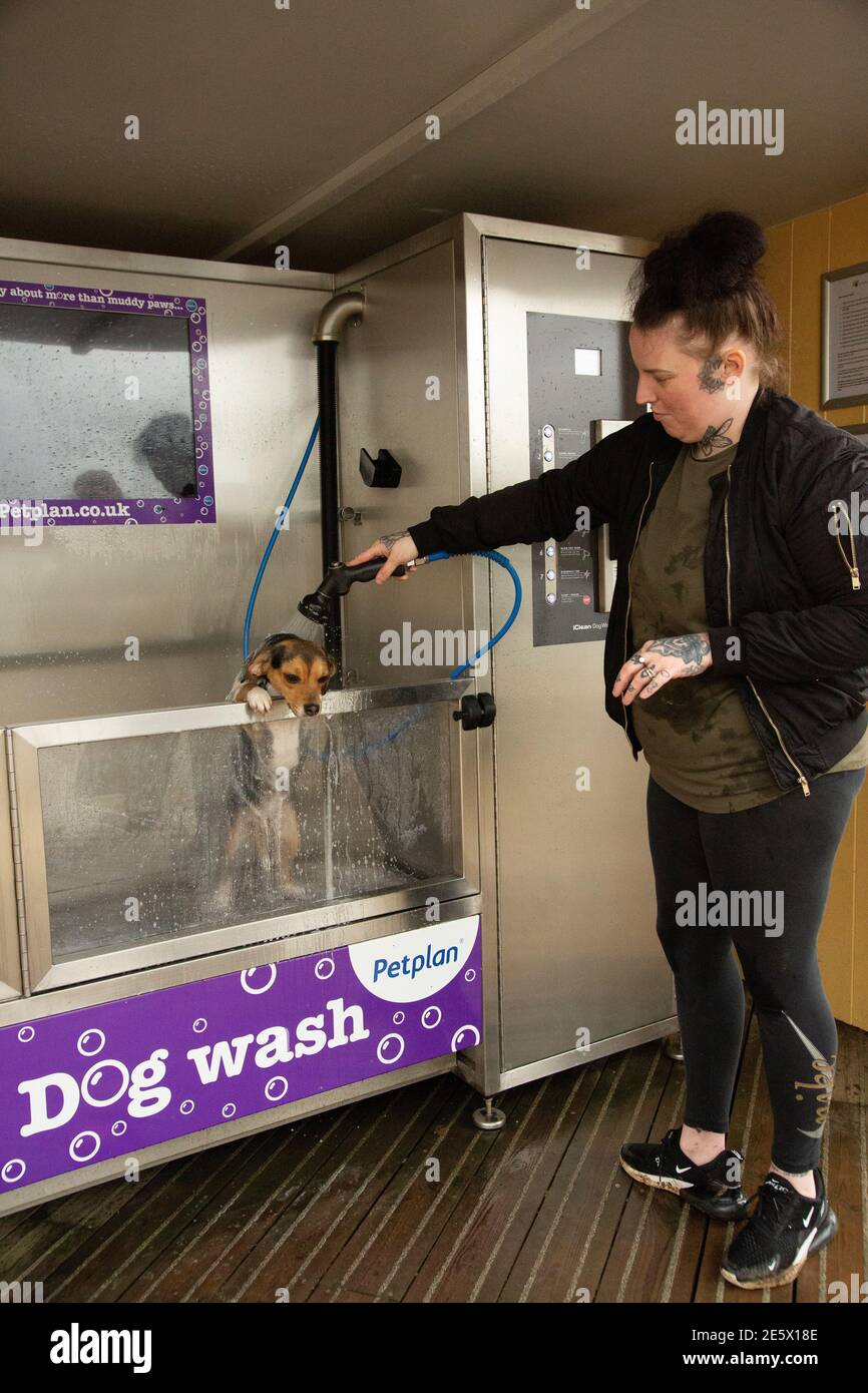 Lavage de chien Banque de photographies et d’images à haute résolution ...