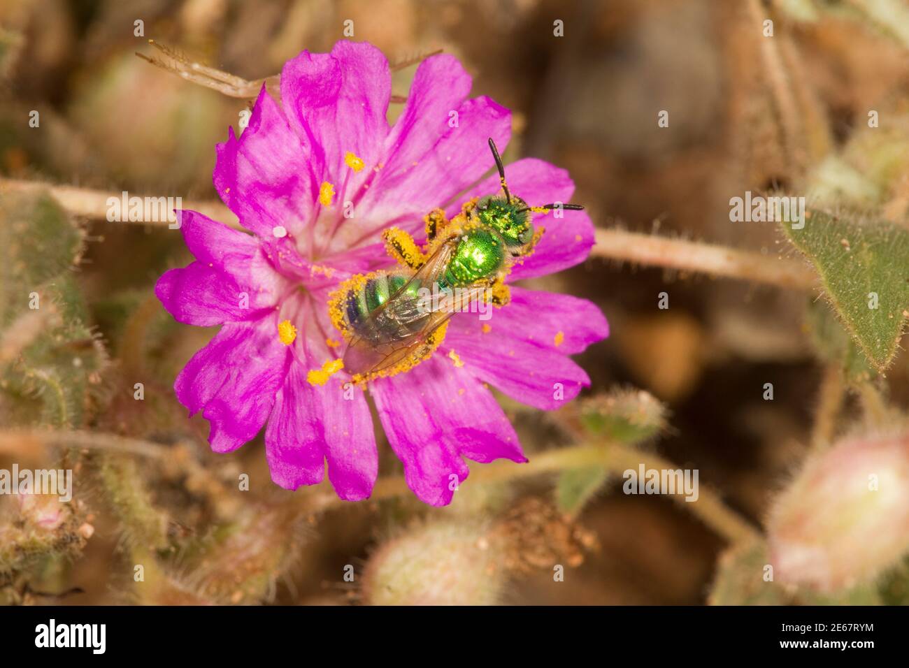Abeille verte Banque de photographies et d’images à haute résolution ...
