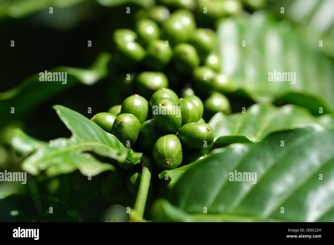 Fruits de café Banque de photographies et d’images à haute résolution ...