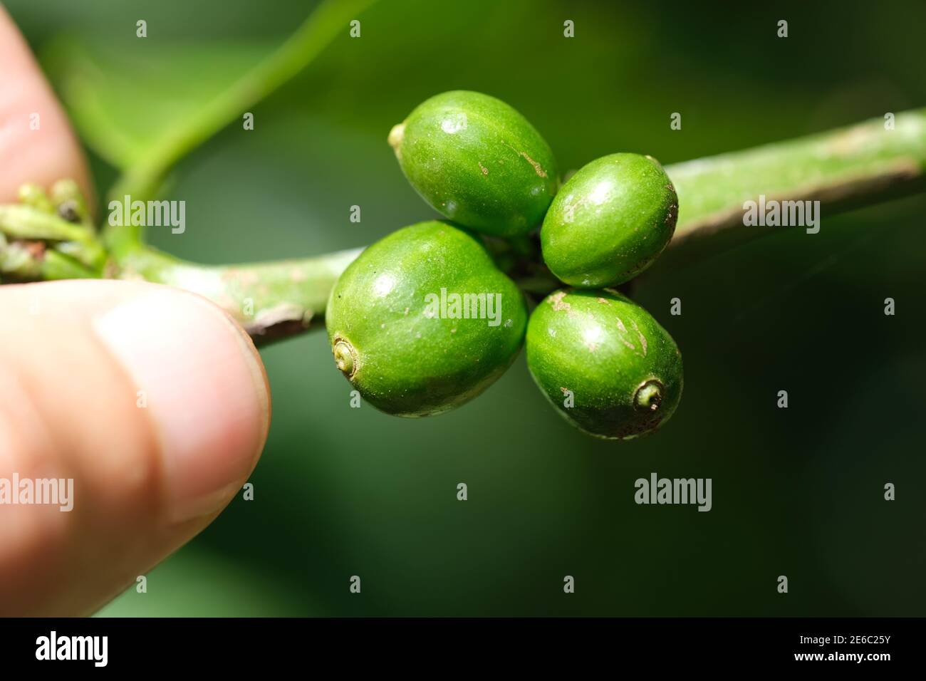 Café aux fruits Banque de photographies et d’images à haute résolution ...