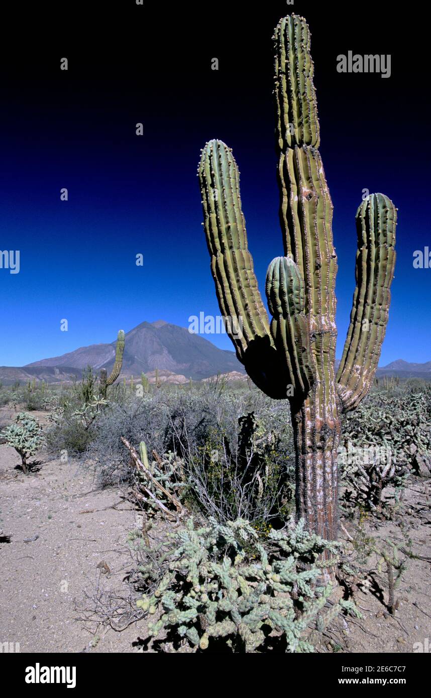 Worlds largest cactus Banque de photographies et d’images à haute ...