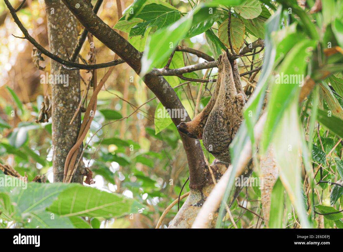 Philippine Colugo ou Kagwang, cynocephalus volans, ou Philippine Flying ...
