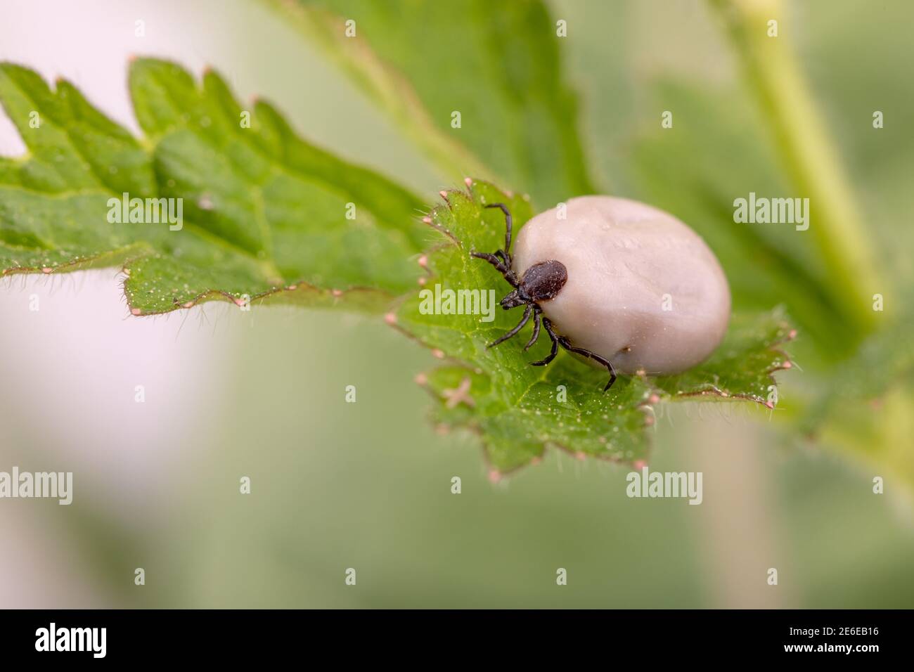 La tique (Ixodes ricinus) marche sur la feuille verte. Danger l'insecte ...