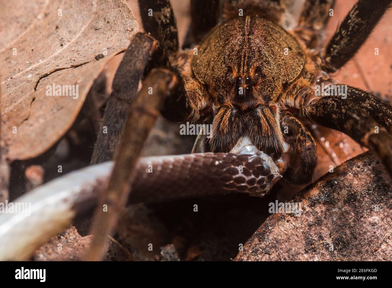 Une grande araignée errante (espèce d'Ancylometes) mangeant un serpent ...