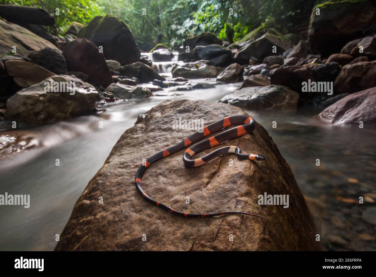 Serpent de flamme Banque de photographies et d’images à haute ...