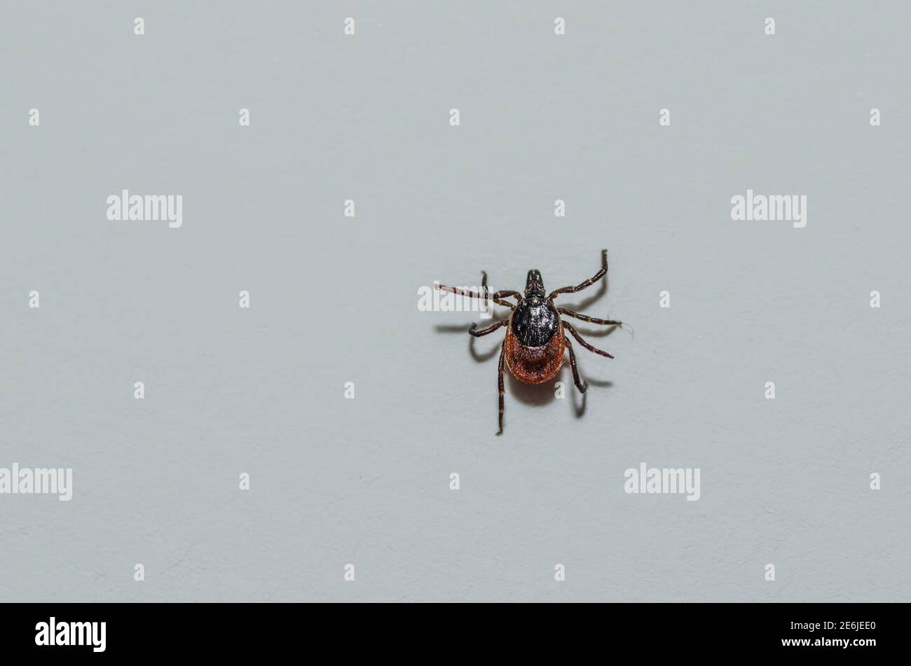 Morsure de tique sur la main Banque de photographies et d’images à ...