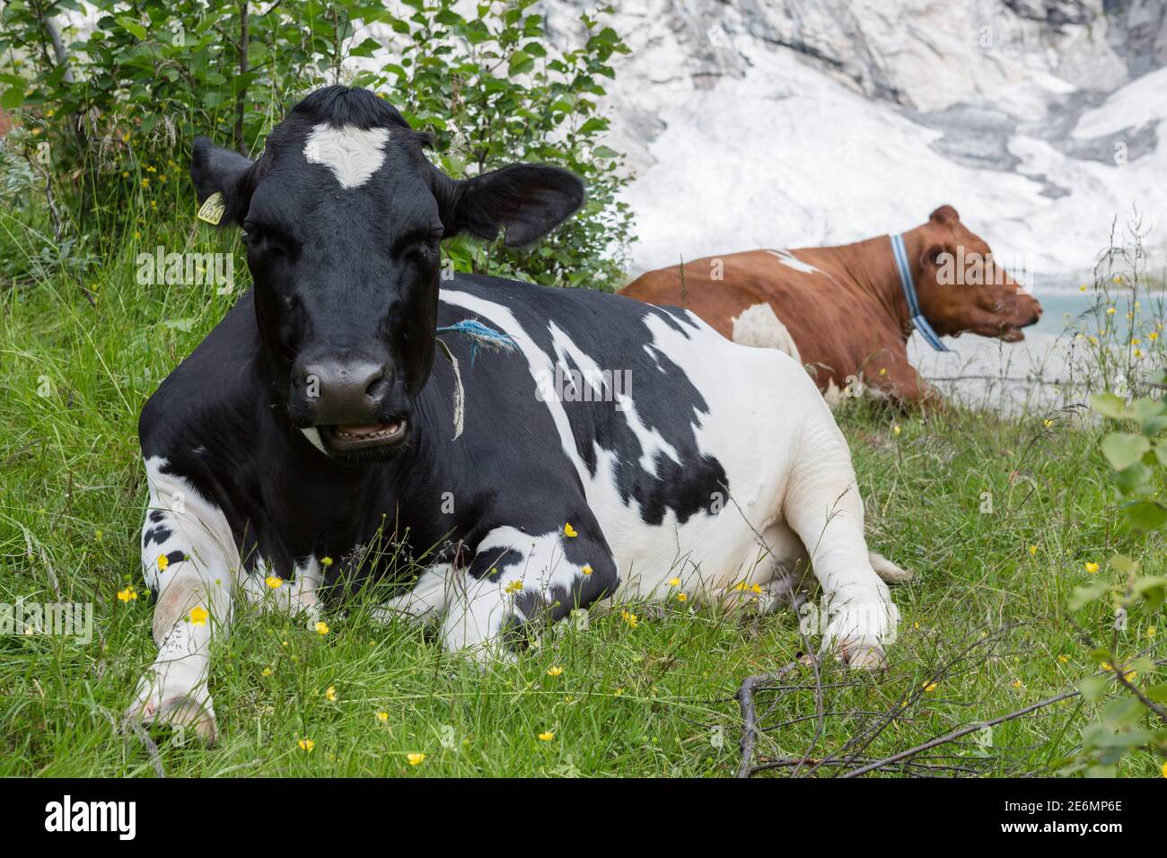 Pied de vaches Banque de photographies et d’images à haute résolution ...