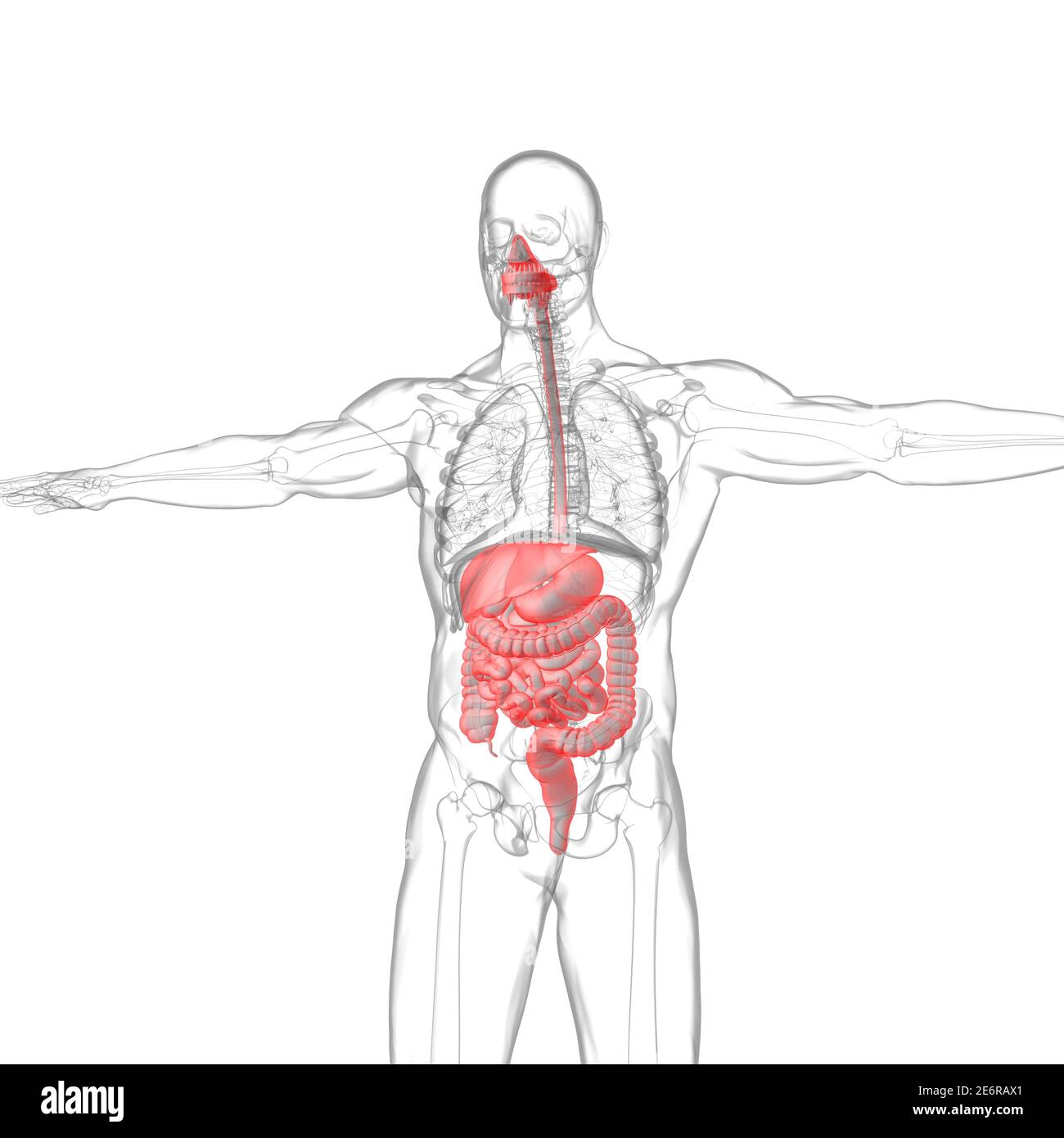 Système digestif humain Anatomy for Medical concept 3D Illustration ...