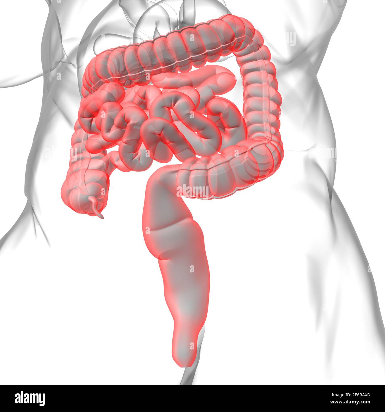 Intestin grêle et gros intestin 3D Illustration système digestif humain ...