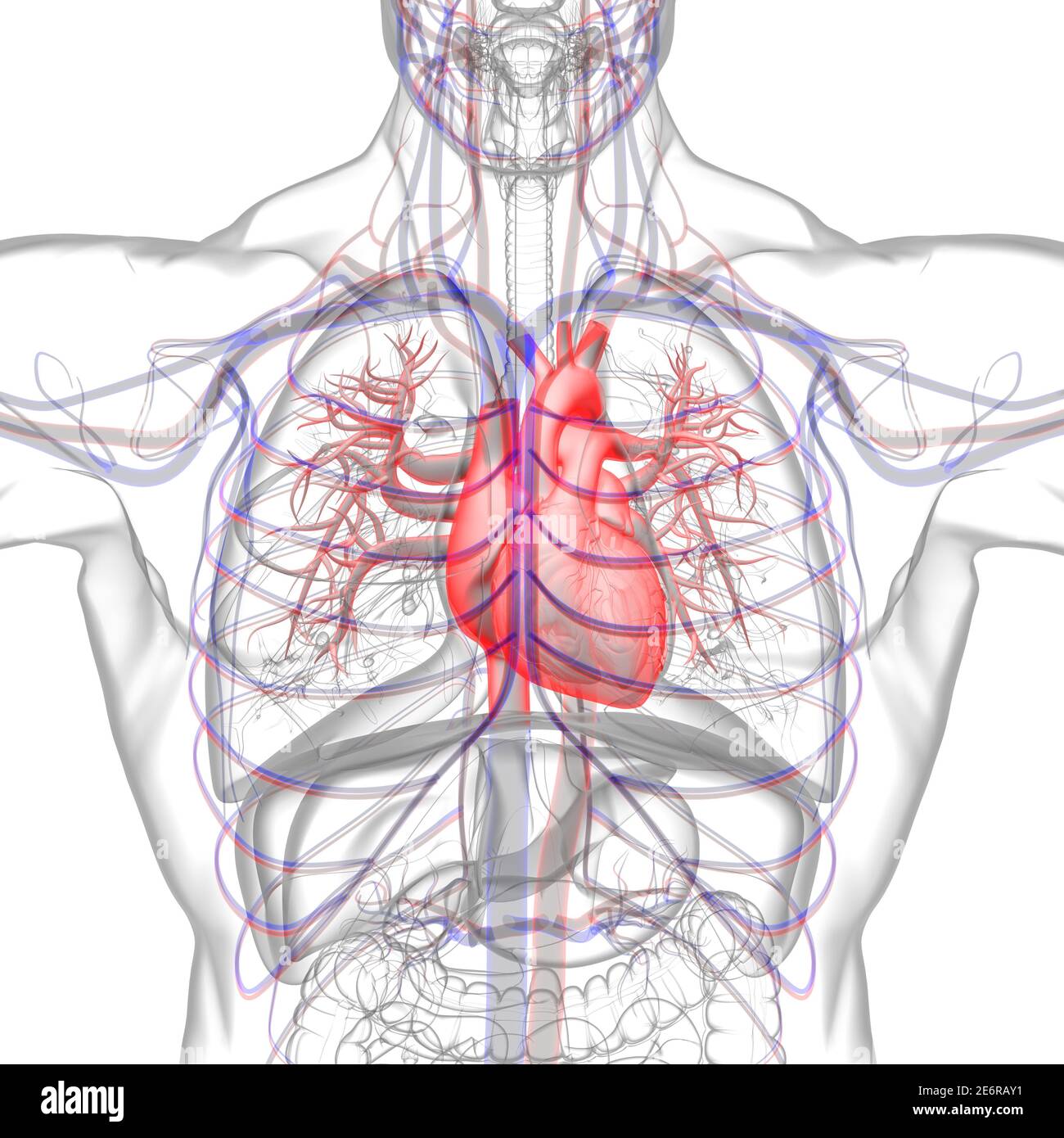 Anatomie du cœur humain pour l'illustration 3D du concept médical Photo ...
