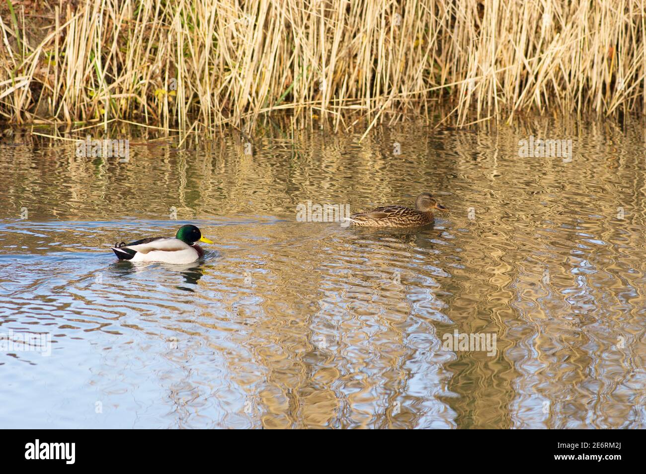 Couple de canards colvert Banque de photographies et d’images à haute ...
