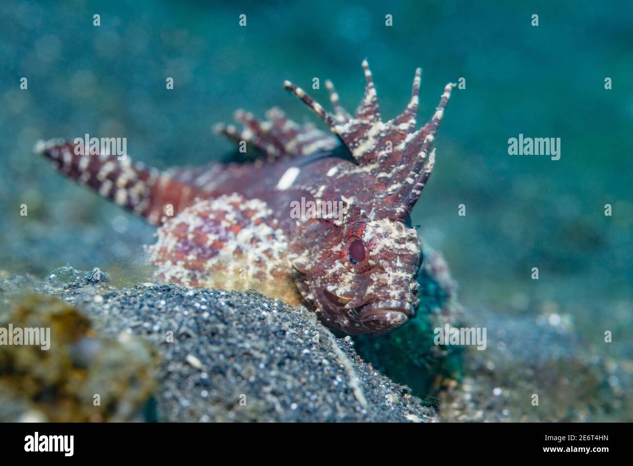 Petite guêpe Banque de photographies et d’images à haute résolution - Alamy
